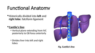 Surgical Anatomy of Liver in detail for undergraduate | PPTX