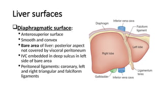 Surgical Anatomy of Liver in detail for undergraduate | PPTX