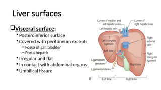 Surgical Anatomy of Liver in detail for undergraduate | PPTX