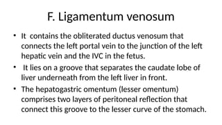 surgical anatomy of liver.pptx....... mmm | PPTX