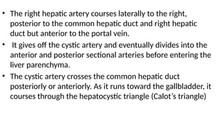 surgical anatomy of liver.pptx....... mmm | PPTX