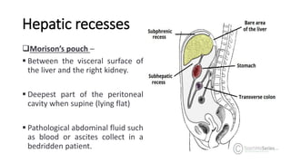 Surgical anatomy of Liver, Concept of liver.pptx