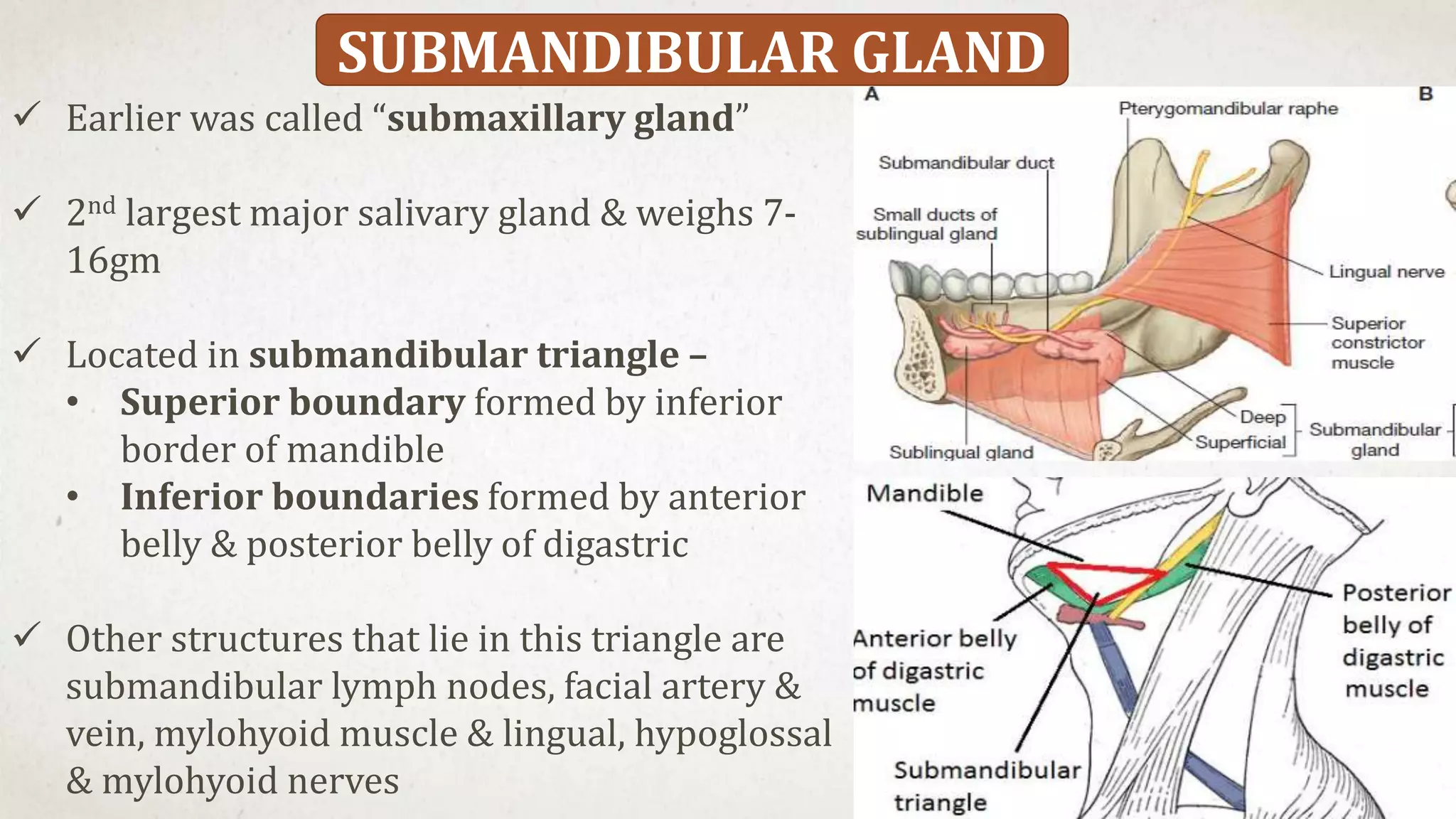 Surgical anatomy of major salivary glands | PPTX