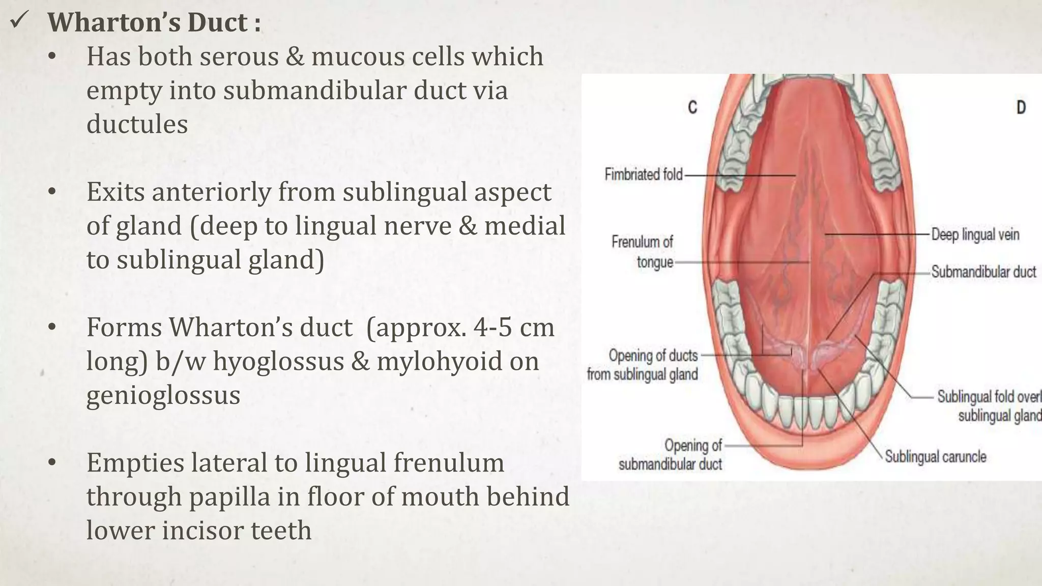 Surgical anatomy of major salivary glands | PPTX