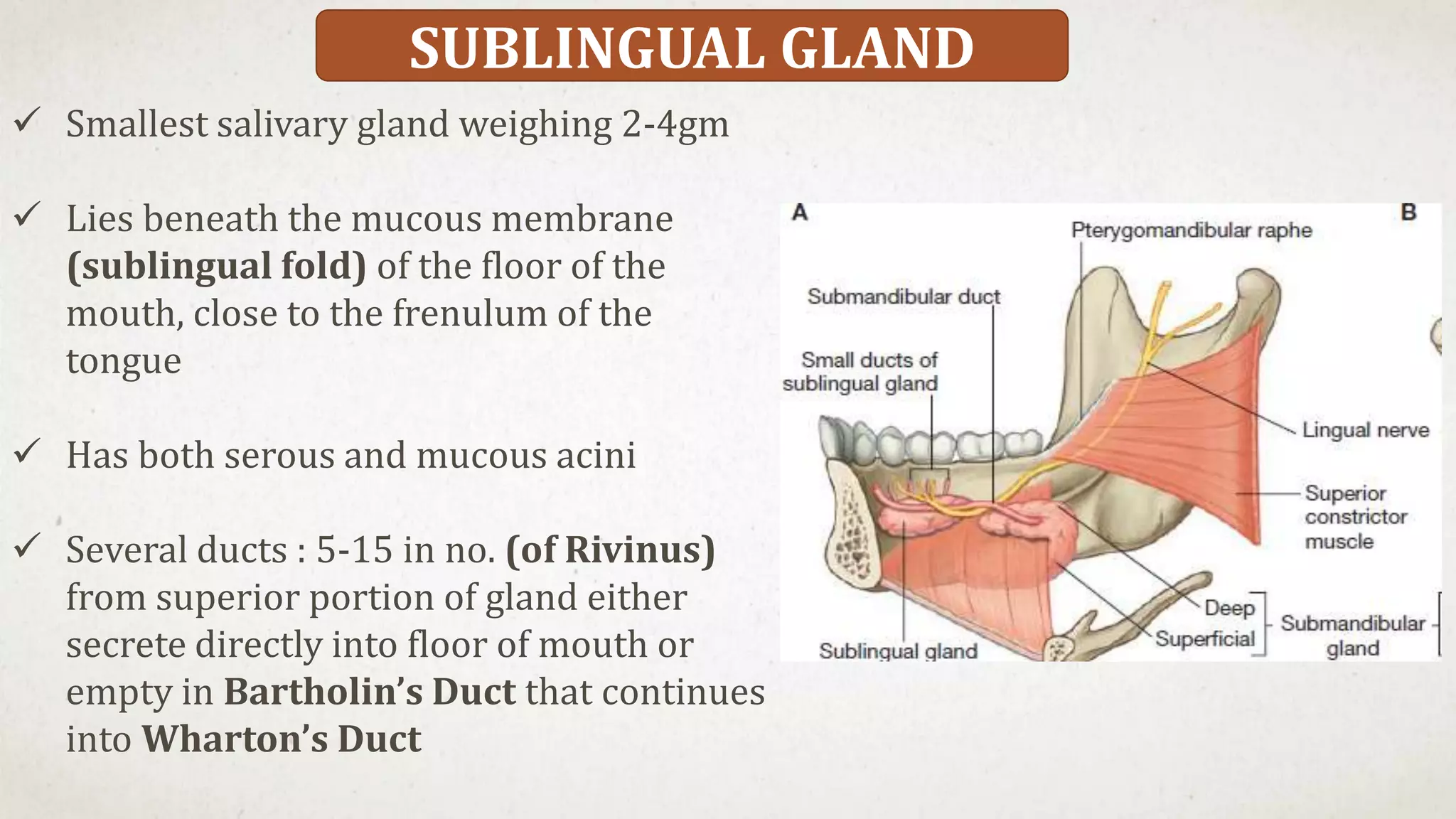Surgical anatomy of major salivary glands | PPTX