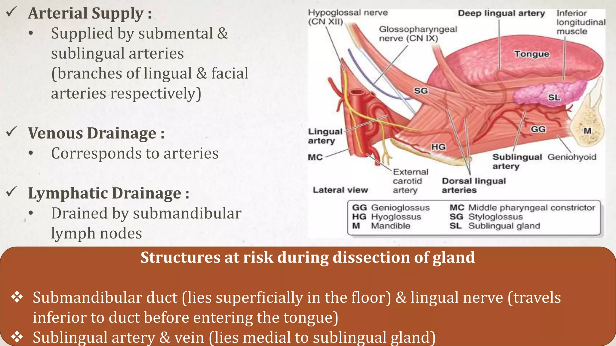 Surgical anatomy of major salivary glands | PPTX