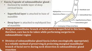 Surgical anatomy of major salivary glands | PPTX