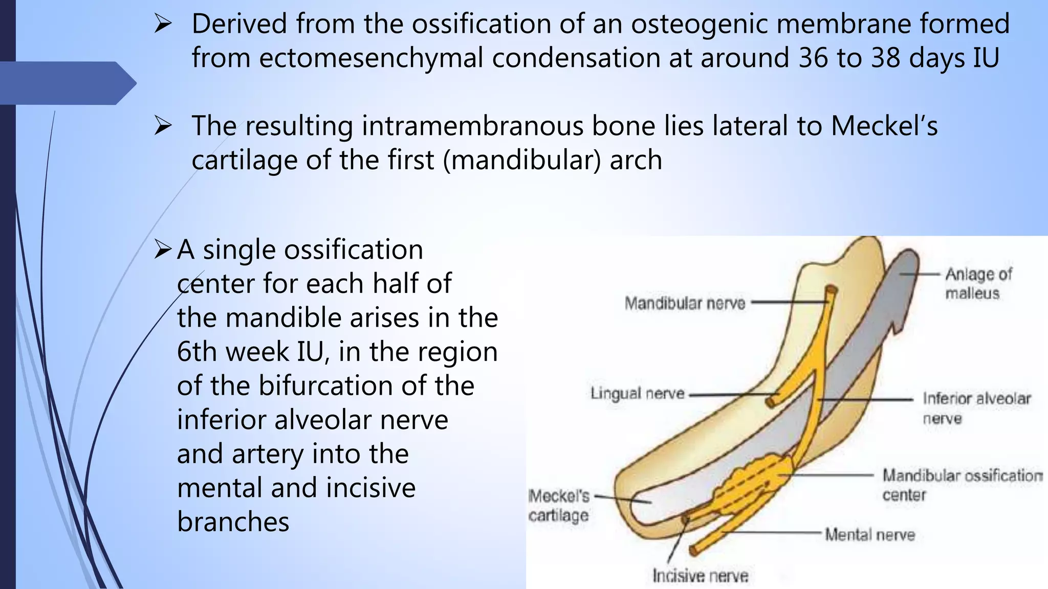 Surgical anatomy of mandible | PPTX