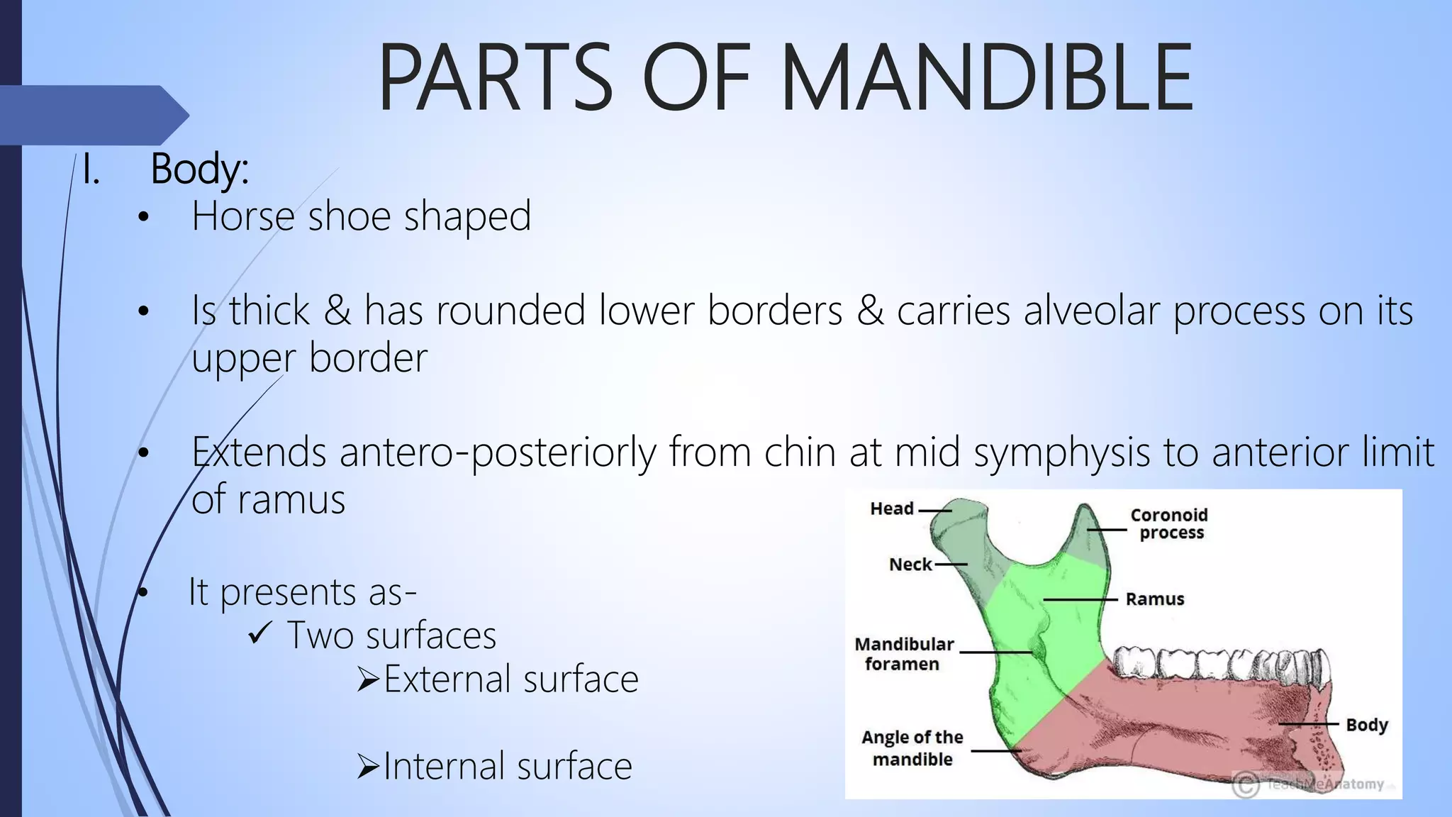 Surgical anatomy of mandible | PPTX