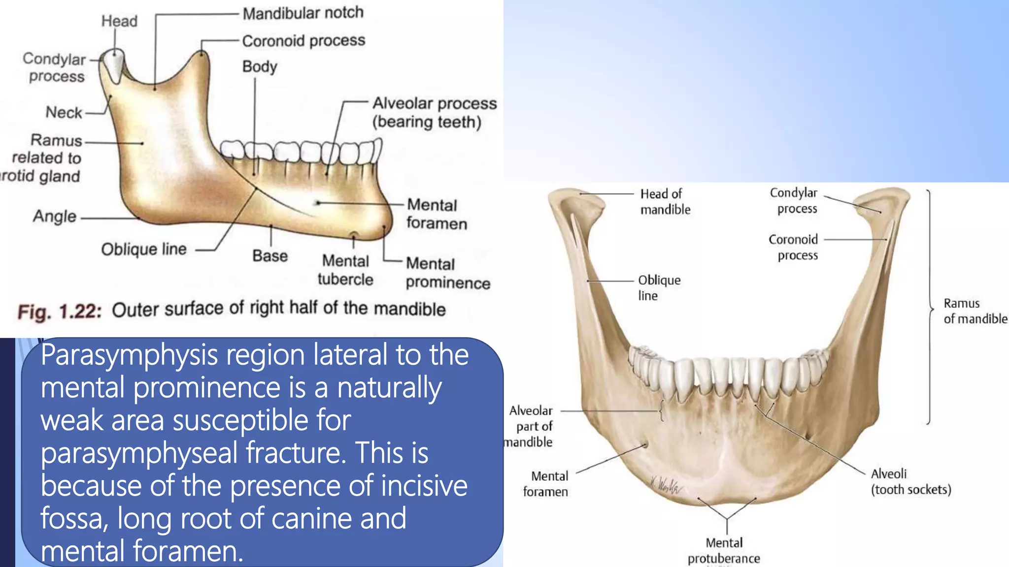 Surgical anatomy of mandible | PPTX