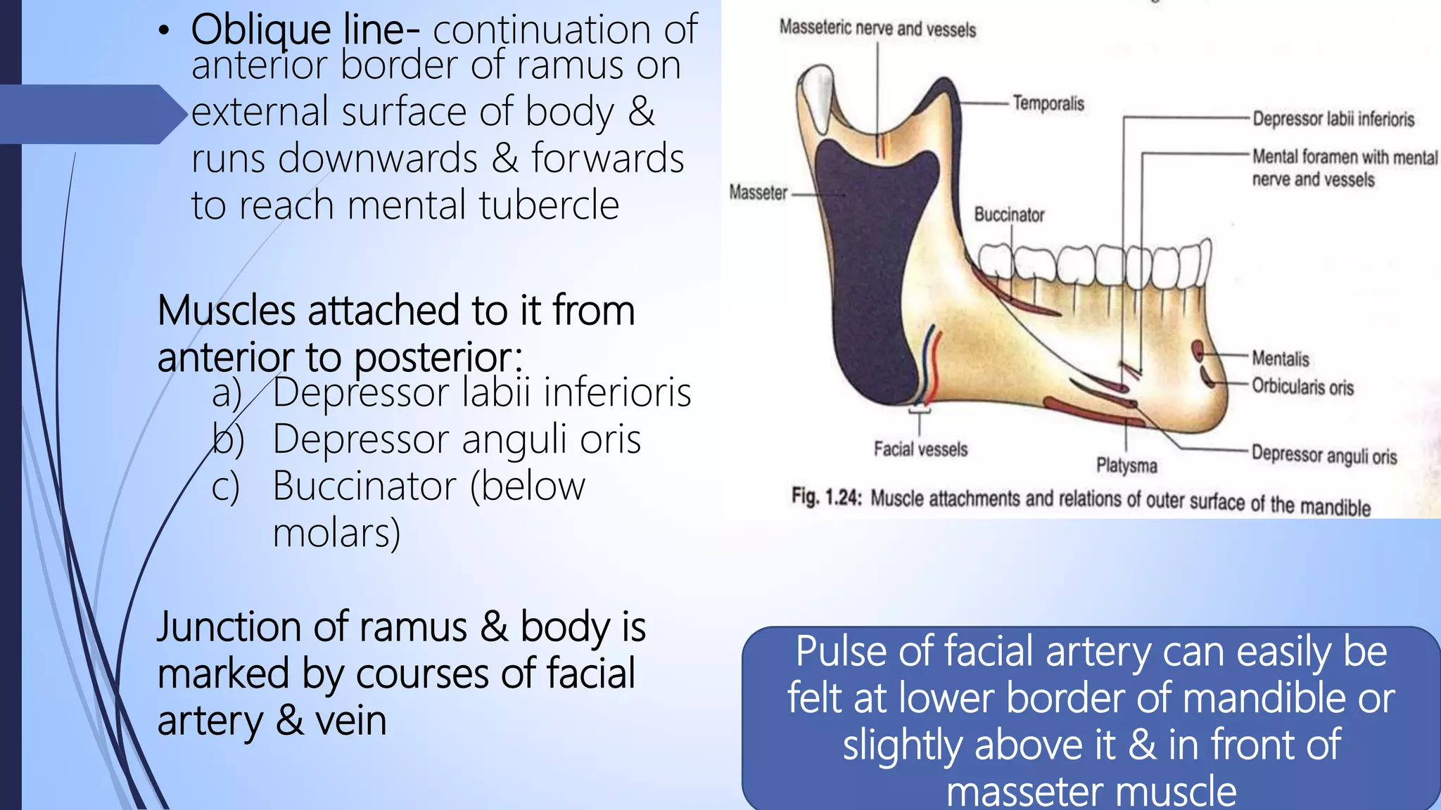Surgical anatomy of mandible | PPTX