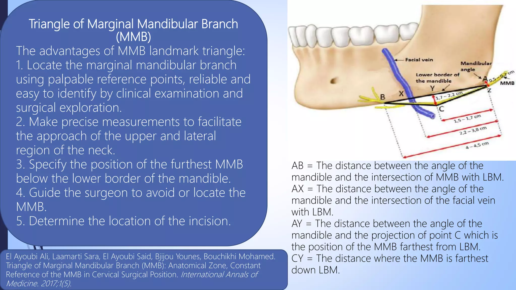 Surgical anatomy of mandible | PPTX