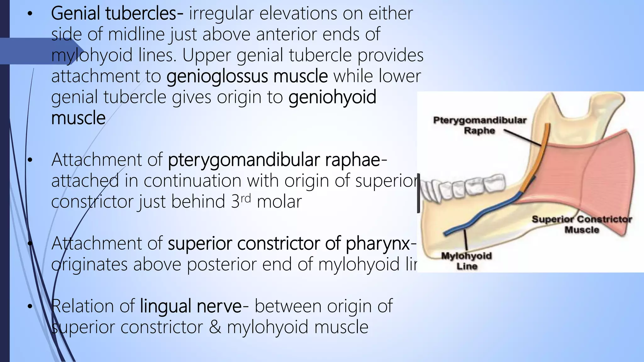 Surgical anatomy of mandible | PPTX