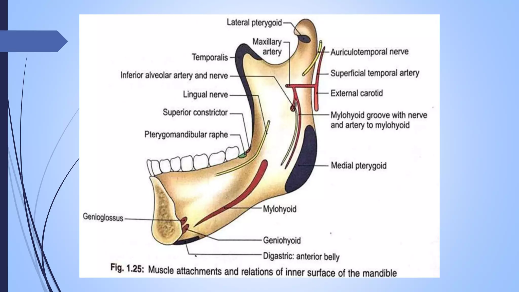 Surgical anatomy of mandible | PPTX