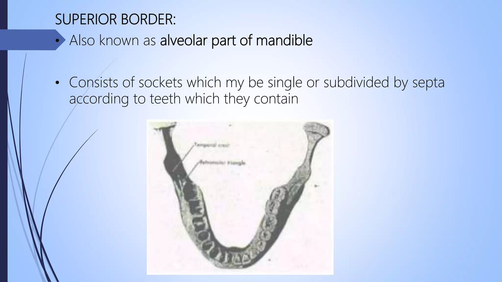 Surgical anatomy of mandible | PPTX