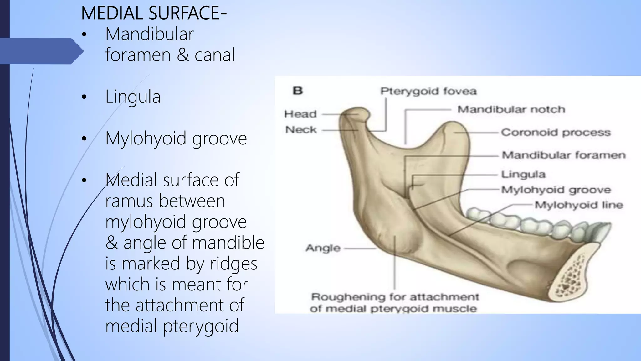 Surgical anatomy of mandible | PPTX