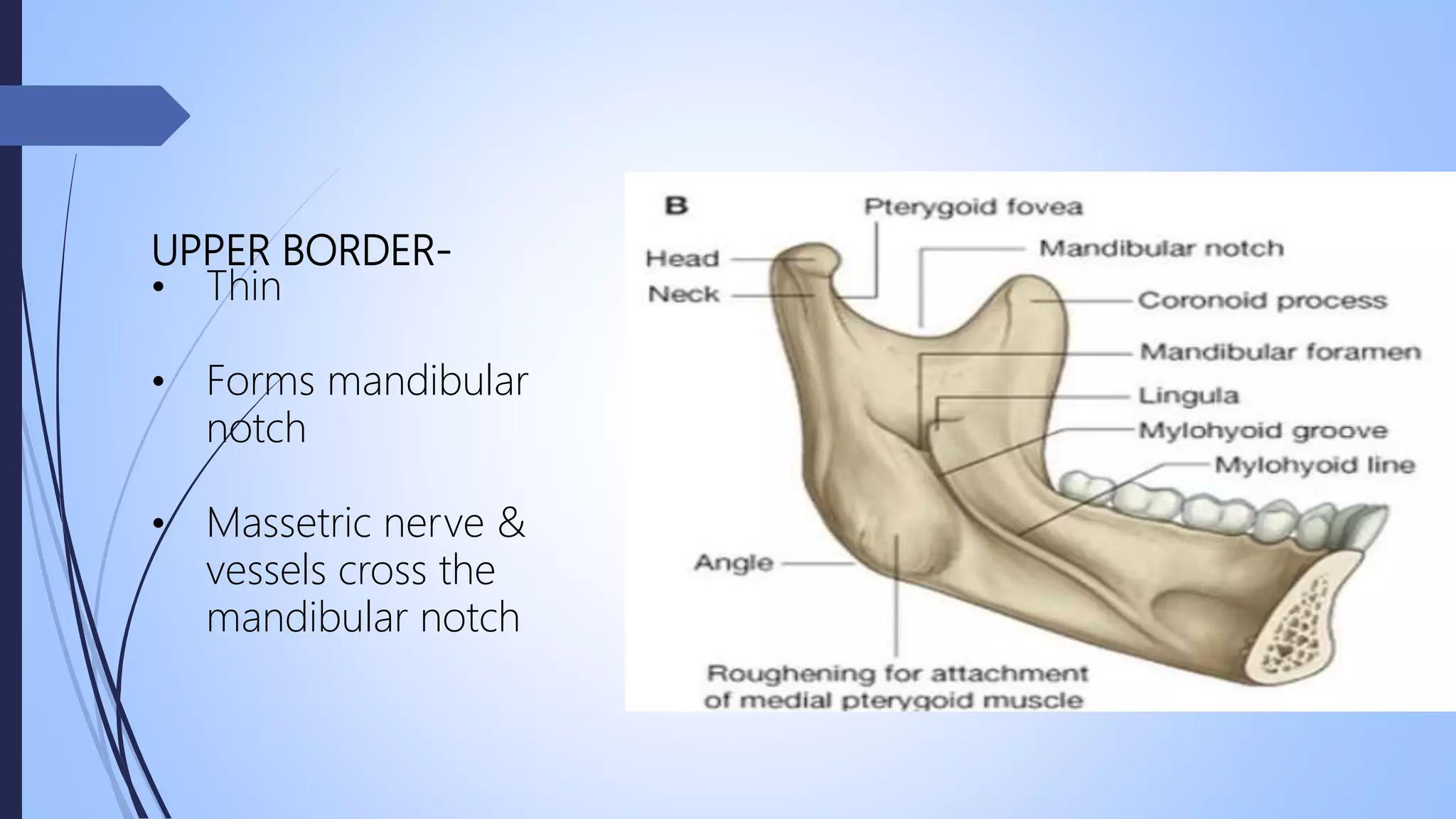 Surgical anatomy of mandible | PPTX