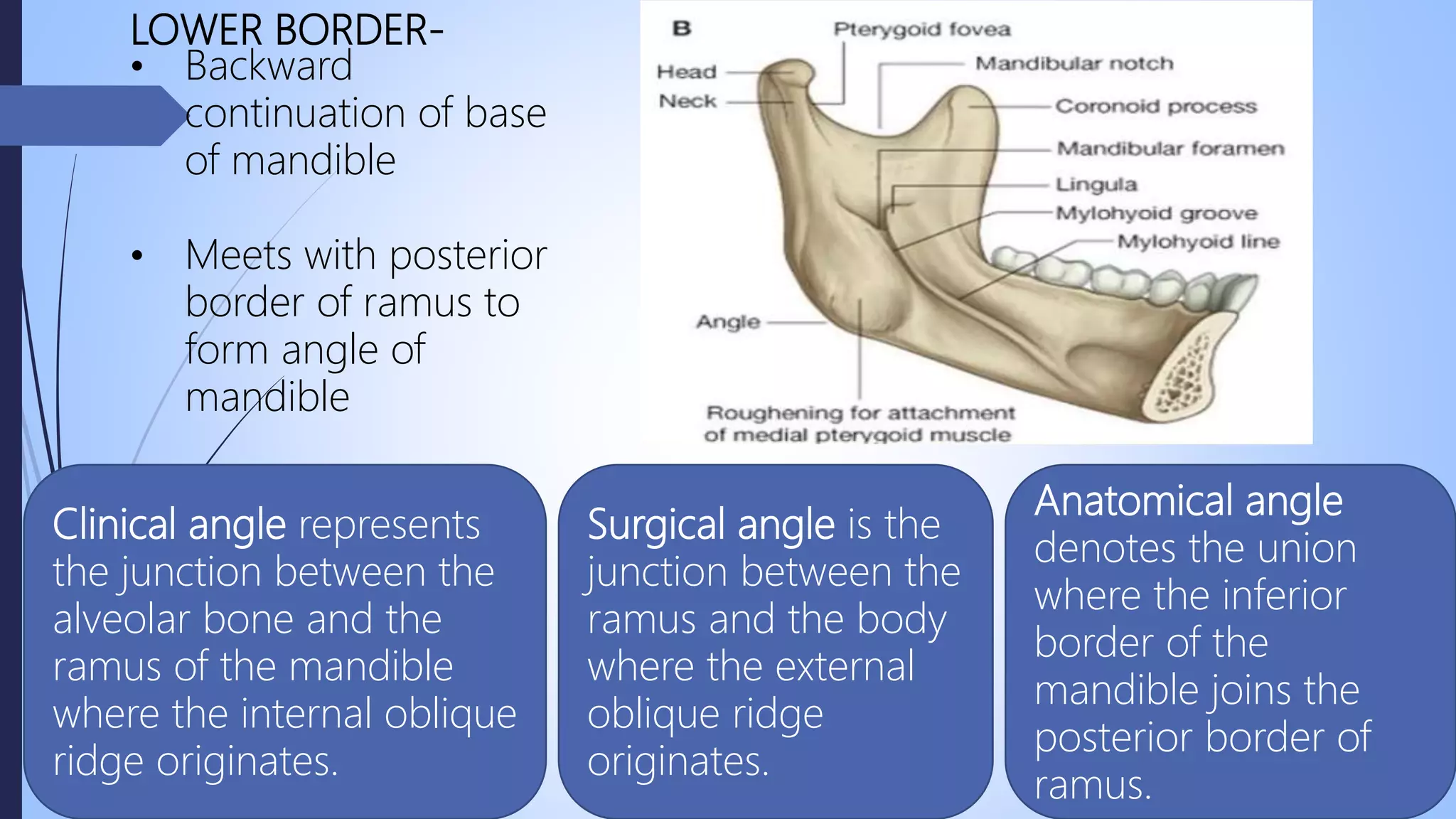 Surgical anatomy of mandible | PPTX