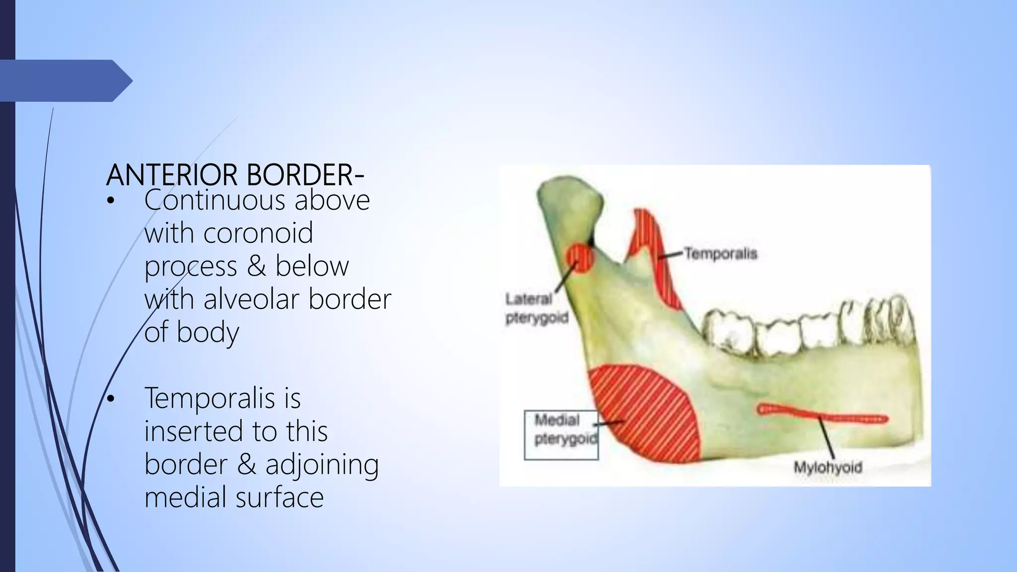 Surgical anatomy of mandible | PPTX | Death, Injury, or Military ...