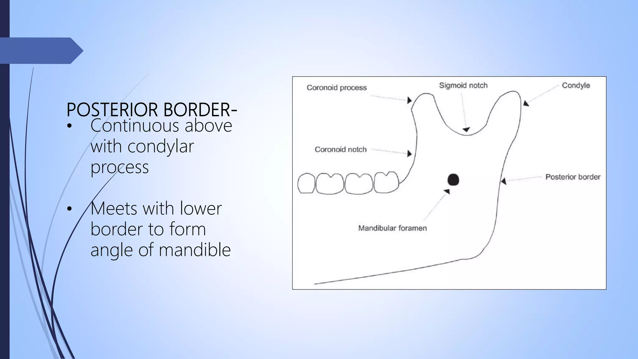 Surgical anatomy of mandible | PPTX