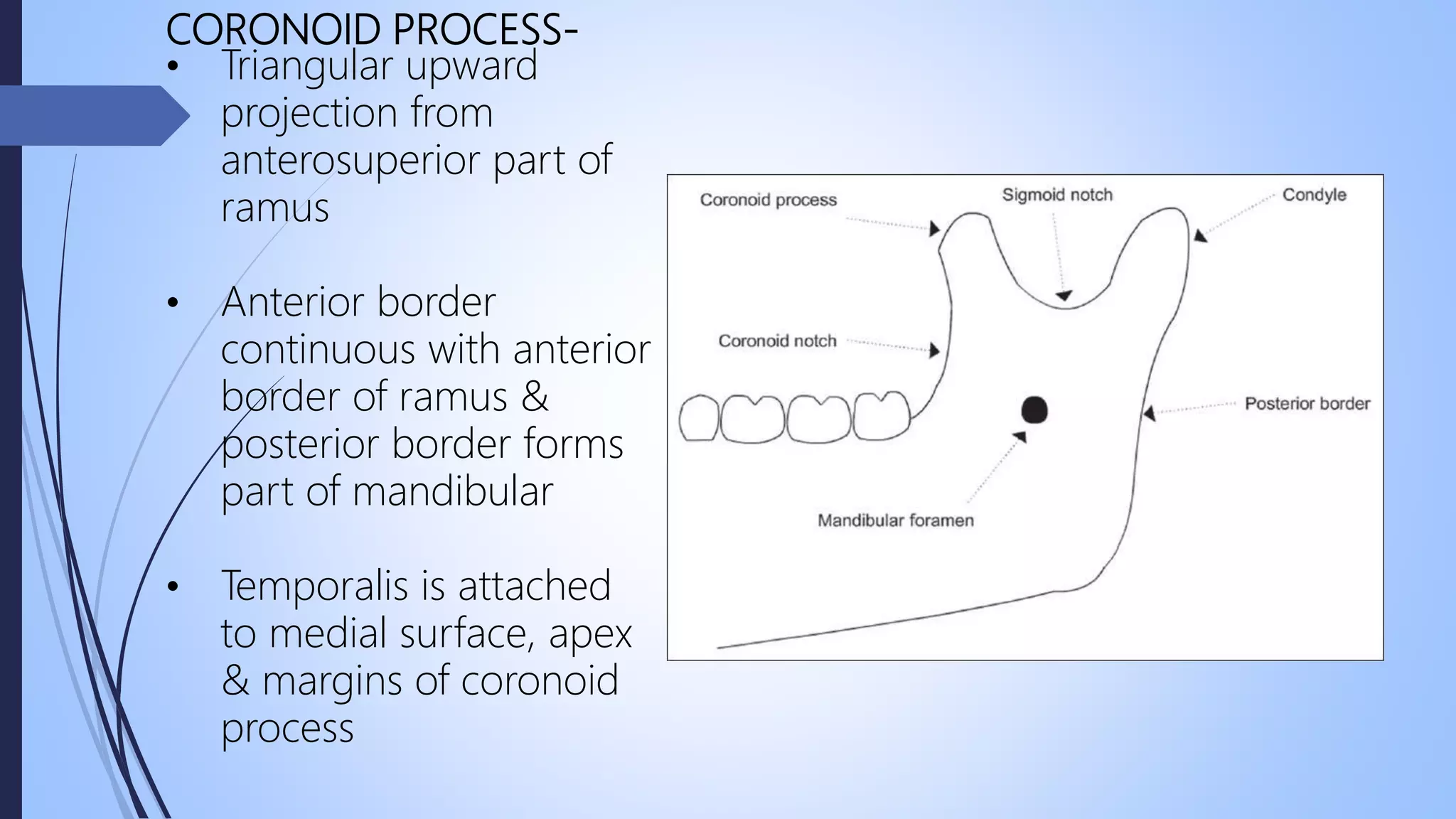 Surgical anatomy of mandible | PPTX