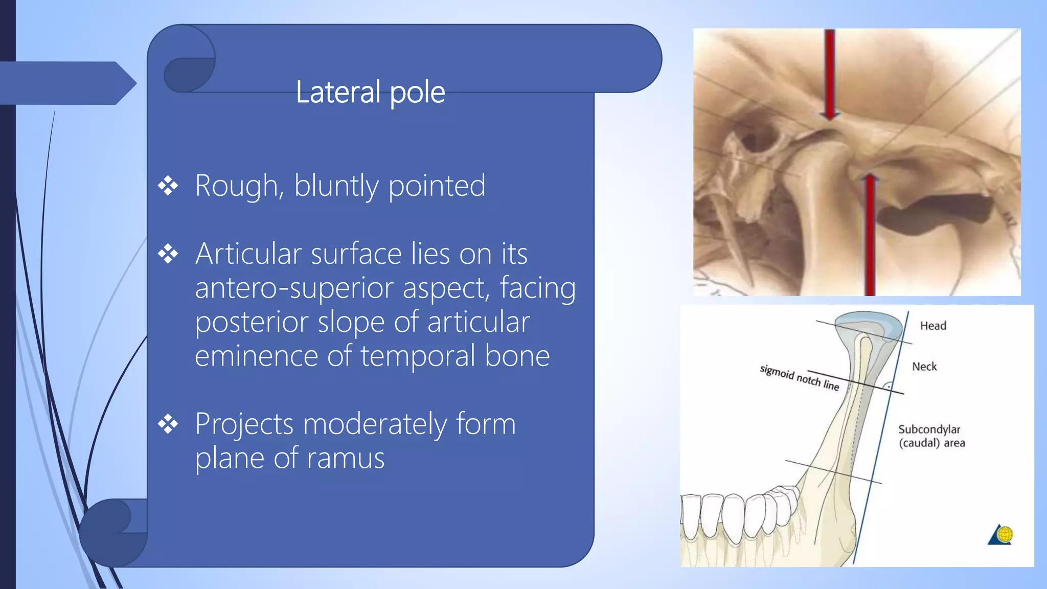 Surgical anatomy of mandible | PPTX