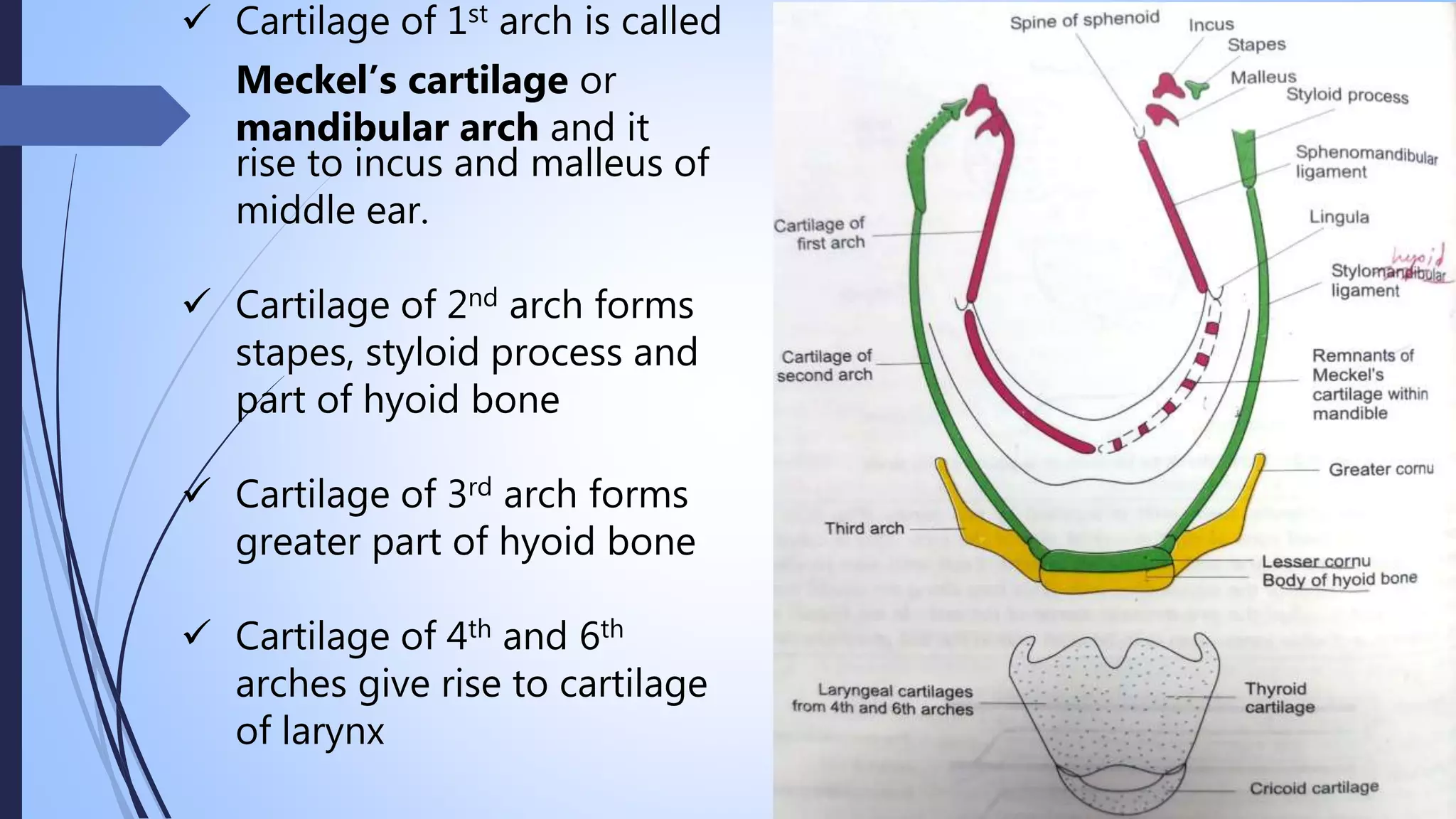 Surgical anatomy of mandible | PPTX
