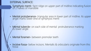 Surgical anatomy of mandible | PPTX