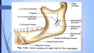 Surgical anatomy of mandible | PPTX