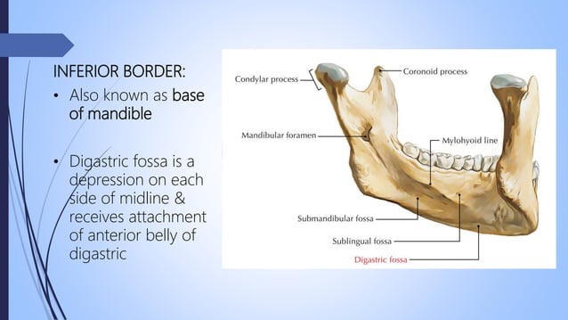 Surgical anatomy of mandible | PPTX | Death, Injury, or Military ...