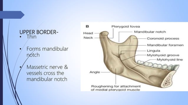 Surgical anatomy of mandible | PPTX | Death, Injury, or Military ...