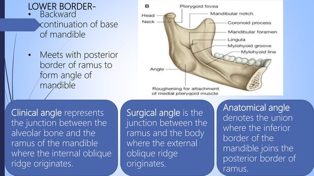 Surgical anatomy of mandible | PPTX | Death, Injury, or Military ...