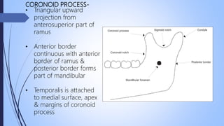 Surgical anatomy of mandible | PPTX