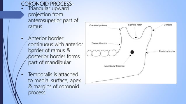 Surgical anatomy of mandible | PPTX | Death, Injury, or Military ...