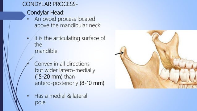 Surgical anatomy of mandible | PPTX | Death, Injury, or Military ...