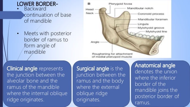 Surgical anatomy of mandible