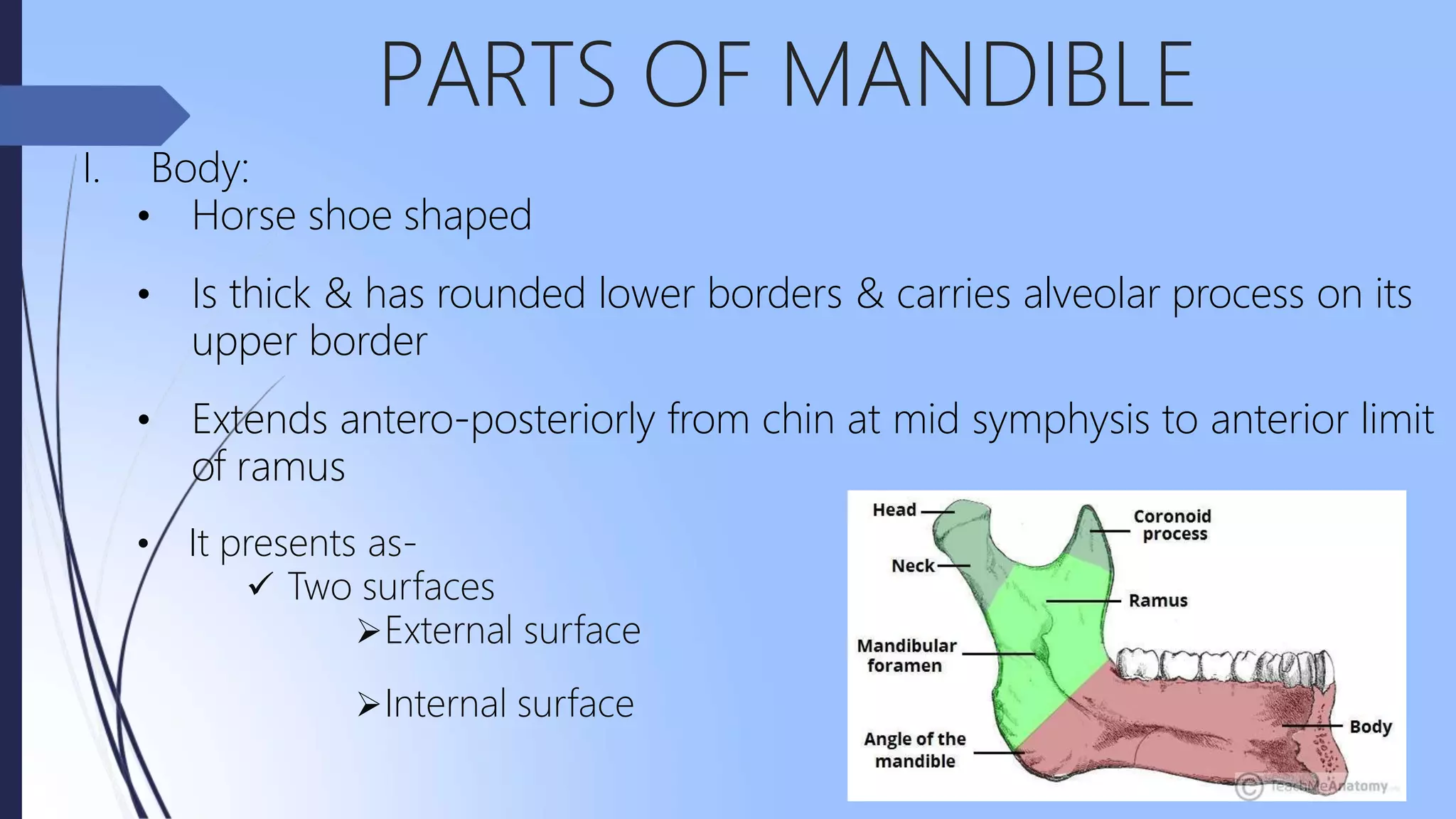 surgicalanatomyofmandible-190510072105 (1).pptx