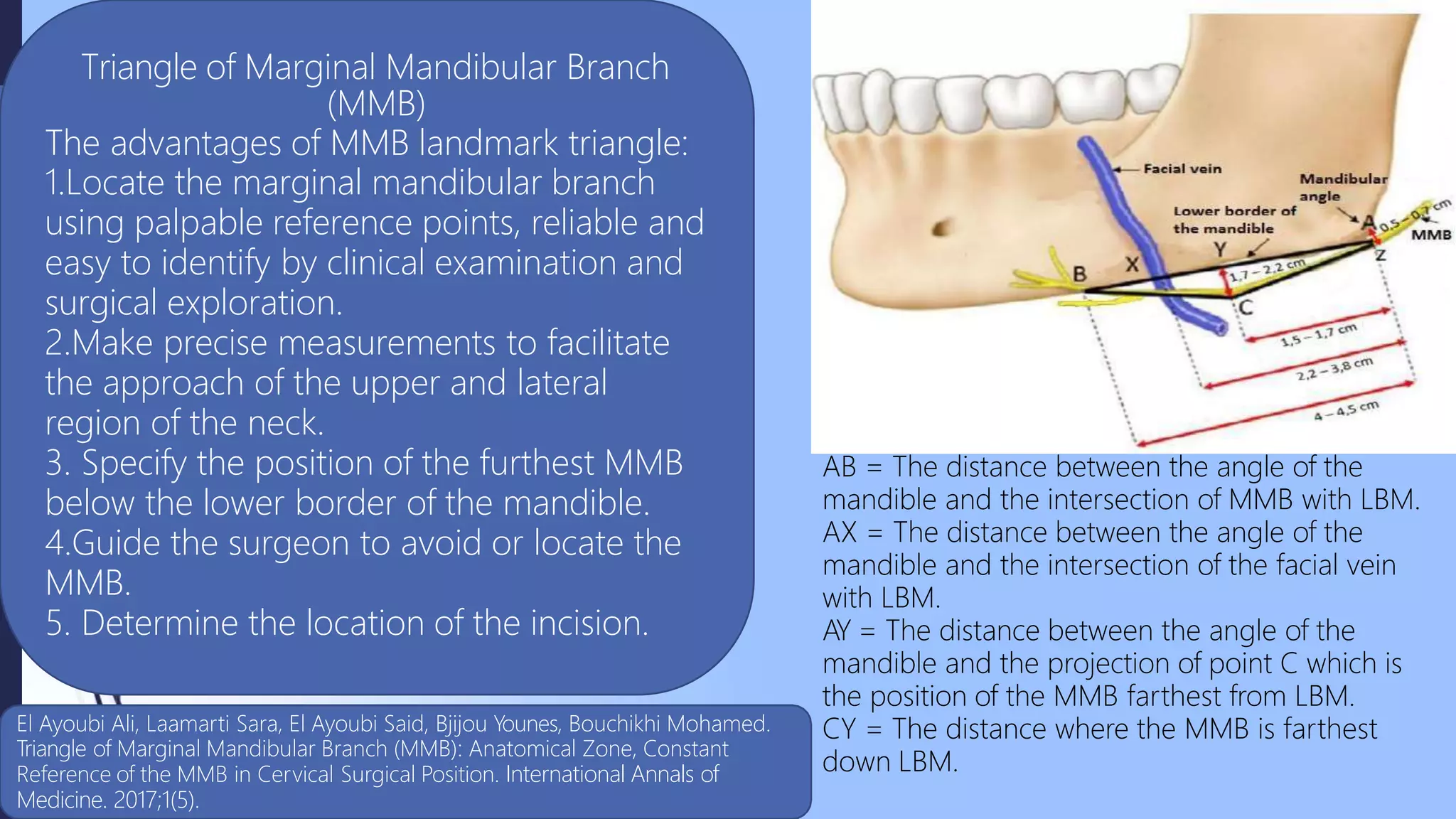 surgicalanatomyofmandible-190510072105 (1).pptx