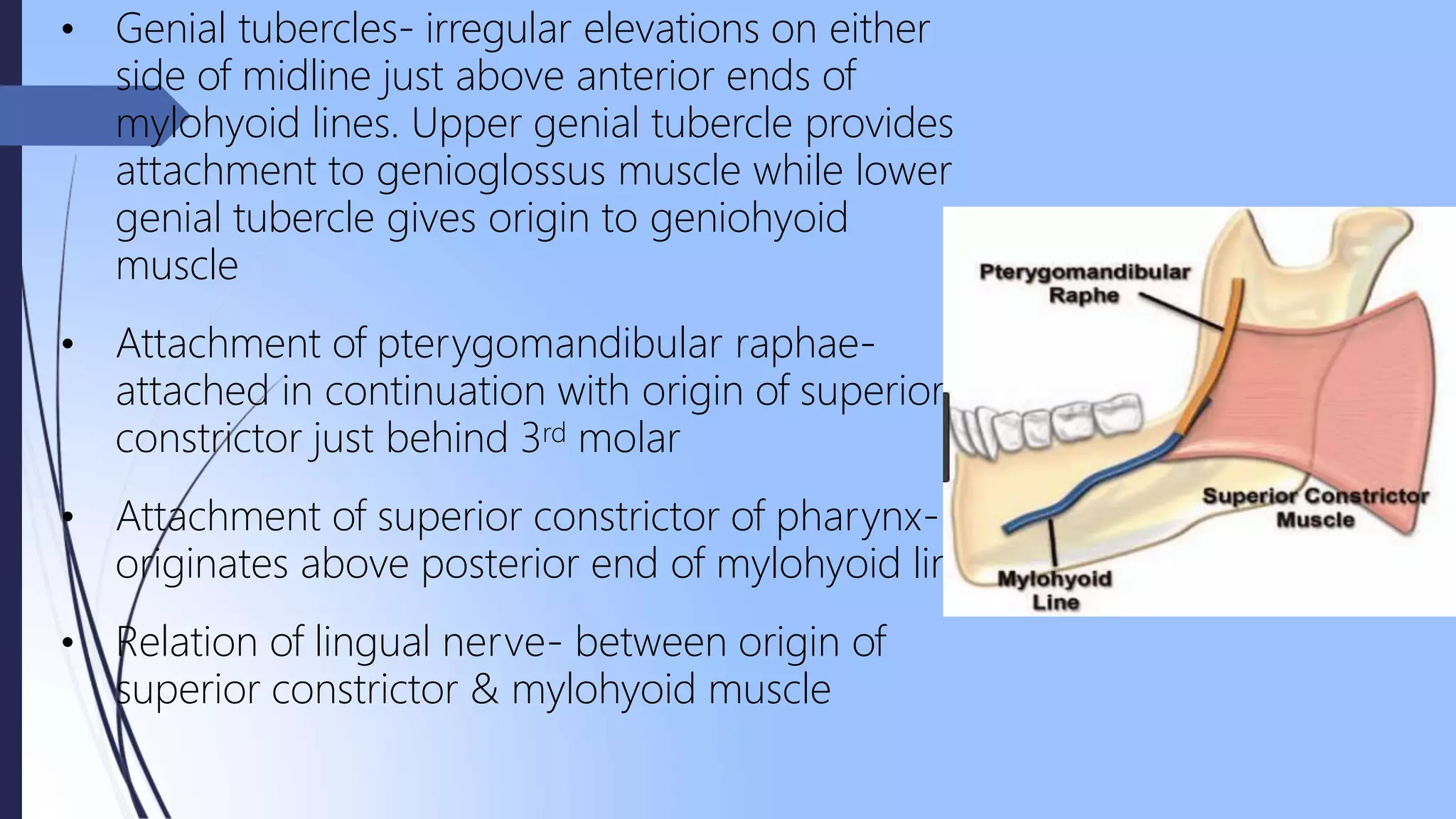 surgicalanatomyofmandible-190510072105 (1).pptx