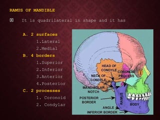 SURGICAL ANATOMY OF MANDIBLE.pptx