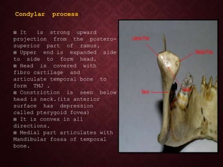 SURGICAL ANATOMY OF MANDIBLE.pptx