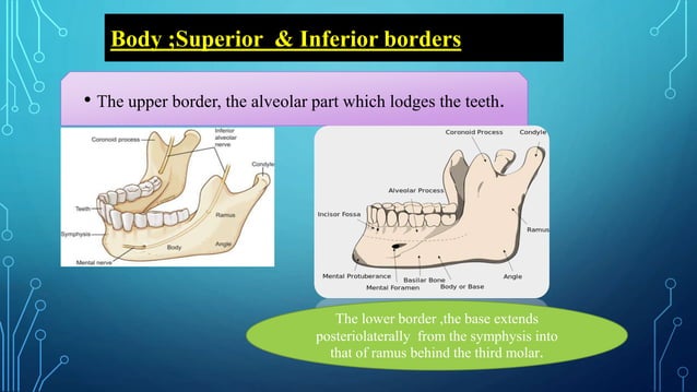 SURGICAL ANATOMY OF MANDIBLE.pptx | Bone and Joint Conditions ...