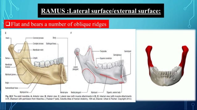 SURGICAL ANATOMY OF MANDIBLE.pptx | Bone and Joint Conditions | Diseases and Conditions