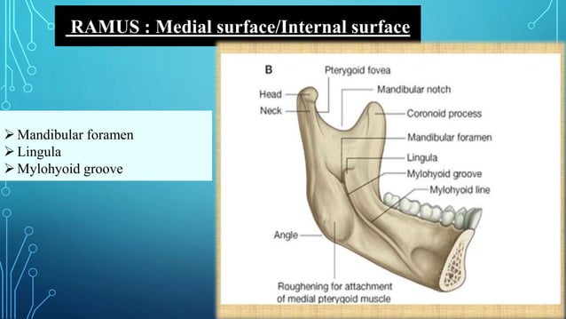 SURGICAL ANATOMY OF MANDIBLE.pptx | Bone and Joint Conditions | Diseases and Conditions
