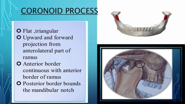 SURGICAL ANATOMY OF MANDIBLE.pptx | Bone and Joint Conditions | Diseases and Conditions