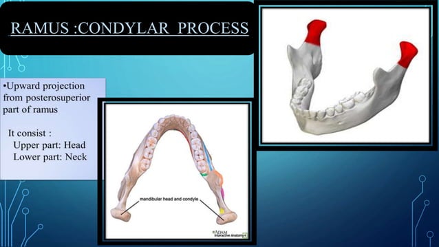 SURGICAL ANATOMY OF MANDIBLE.pptx | Bone and Joint Conditions | Diseases and Conditions