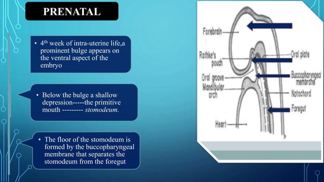 SURGICAL ANATOMY OF MANDIBLE.pptx | Bone and Joint Conditions | Diseases and Conditions