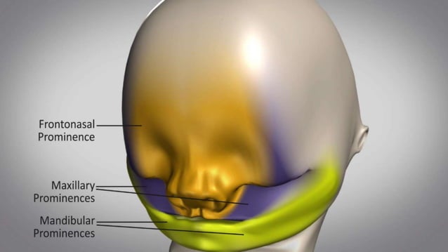 SURGICAL ANATOMY OF MANDIBLE.pptx | Bone and Joint Conditions ...