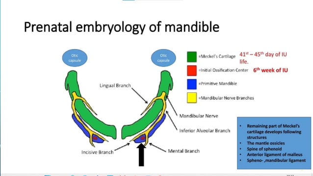SURGICAL ANATOMY OF MANDIBLE.pptx | Bone and Joint Conditions | Diseases and Conditions