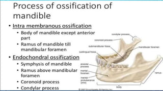 SURGICAL ANATOMY OF MANDIBLE.pptx